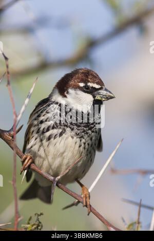 Spanish Sparrow - Weidensperling - Passer hispaniolensis ssp ...