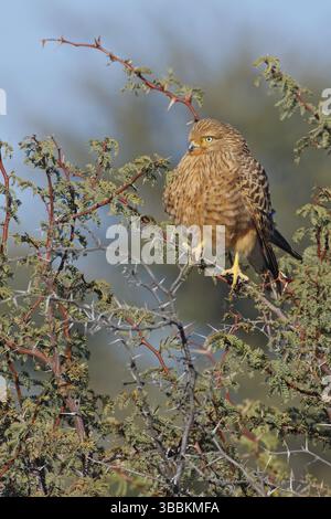 Greater Kestrel (Falco rupicoloides), Northern Cape, South Africa ...