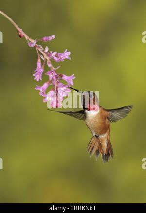 Rufous hummingbird, Birds of North America Stock Photo - Alamy