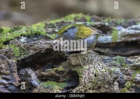 Grey-bellied Tesia (Tesia cyaniventer), Bidoup National Park, Vietnam ...