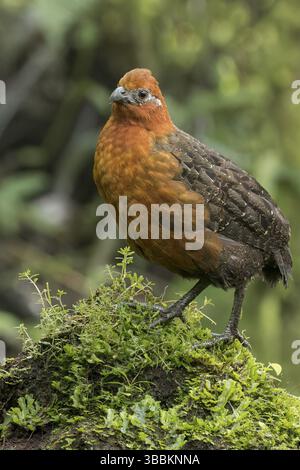 Chestnut wood quail Stock Photo - Alamy