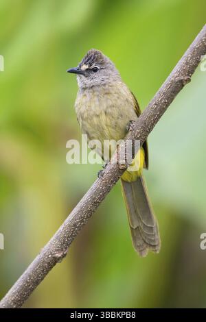 Flavescent Bulbul (Pycnonotus flavescens), Kaeng Krachan, Thailand ...