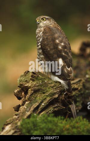 Eurasian sparrowhawk Accipiter nisus, juvenile perched on branch ...
