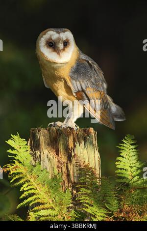 A closeup shot of an owl in its natural habitat Stock Photo - Alamy
