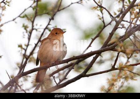 Common Nightingale (Luscinia megarhynchos), Baden-Wuerttemberg, Germany ...