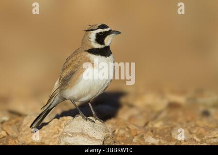 Temminck's Horned Lark - Saharaohrenlerche - Eremophila bilopha ...