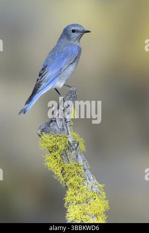 Mountain Bluebird (Sialia currucoides), Oregon, USA, North America ...
