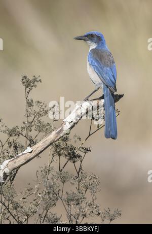 Island Scrub Jay; Island Jay; Santa Cruz jay; Aphelocoma, endemic to ...