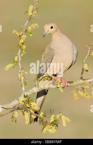 Mourning Dove (Zenaida macroura), Texas Stock Photo - Alamy