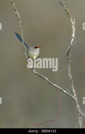 Variegated Fairywren (Malurus lamberti assimilis) male singing, Western ...