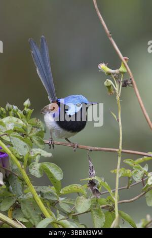 Variegated Fairywren (Malurus lamberti) male, Queensland, Australia ...