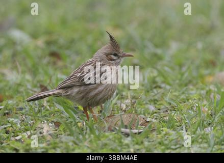 Lark-like Brushrunner (Coryphistera alaudina), Corrientes, Argentina ...