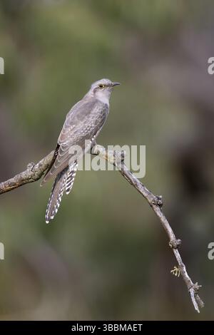 Pallid cuckoo (Heteroscenes pallidus, Cacomantis pallidus, Cuculus ...