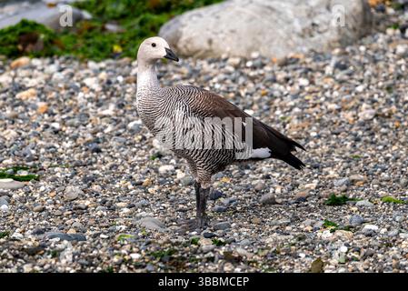Caiquen Birds. Upland Geese. Punta Arenas, Chile Stock Photo - Alamy