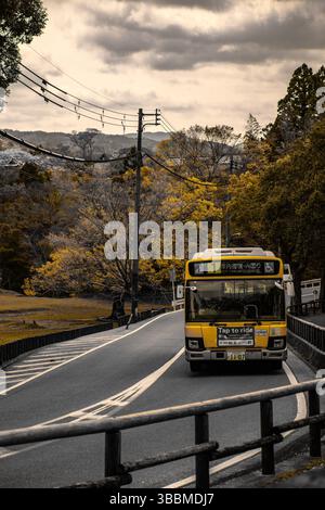 Blooming flowering tree in local park Stock Photo - Alamy