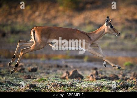 Female impala jumping across plain in mid-air Stock Photo - Alamy