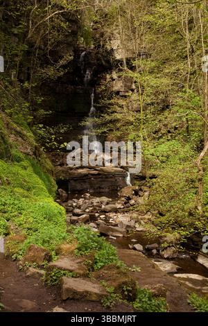 Mill Gill Force waterfall near Askrigg, Yorkshire Stock Photo - Alamy