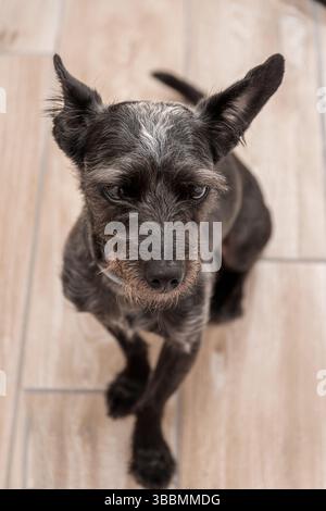a very sweet little mixed breed dog poses Stock Photo - Alamy
