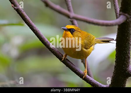 Golden Babbler, Cyanoderma chrysaeum, Pangolakha Wildlife Sanctuary ...