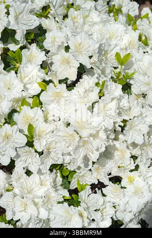 White Azalea Japonica in Bloom Stock Photo - Alamy