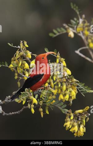 Photographed at Hakalau Forest NWR, Hawaii Island, Hawaii Stock Photo ...