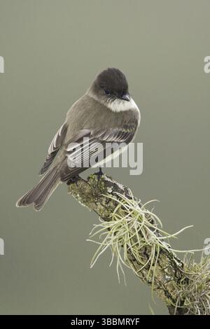 Eastern Phoebe (Sayornis phoebe) Aves Stock Photo - Alamy