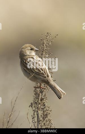 Dead Sea Sparrow (Passer moabiticus) female, Israel Stock Photo - Alamy