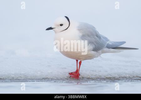 Ross's Gull (Rhodostethia rosea) feeding on a small pond on the tundra ...