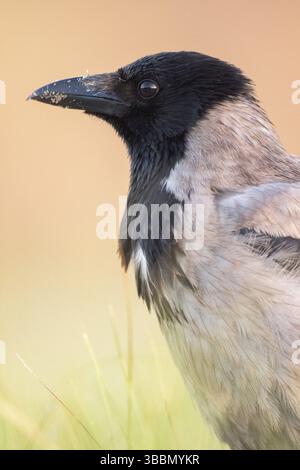 Hooded Crow (Corvus cornix), Romania, Europe Stock Photo - Alamy