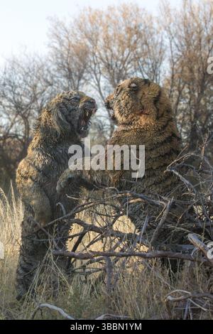 Tigers fighting in South Africa Stock Photo - Alamy