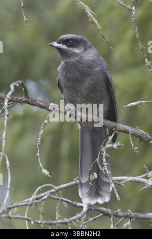 Gray jay (Perisoreus canadensis), corvids, songbirds, animals, birds ...