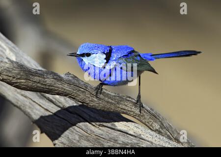 Splendid Fairywren (Malurus splendens), Queensland, Australia, Oceania ...