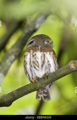Colima pygmy owl (Glaucidium palmarum), sits on a branch, Mexico Stock ...