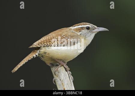 Carolina Wren (Thryothorus ludovicianus), Ontario, Canada, North ...