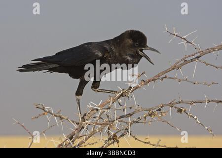 Cape Crow (Corvus capensis), Oshikoto, Namibia, Africa Stock Photo - Alamy