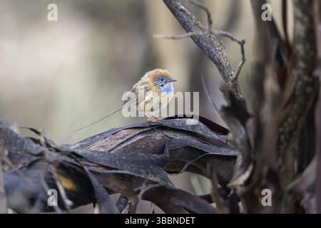 Mallee Emu-wren (Stipiturus mallee) male, Victoria, Australia, Oceania ...