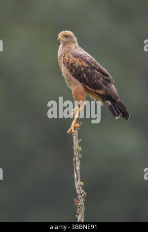Savanna Hawk (Buteogallus meridionalis) perched in the Pantanal ...