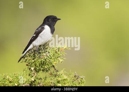 Hooded Robin (Melanodryas cucullata), Western Australia, Australia ...