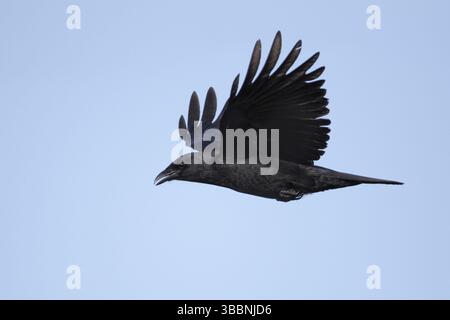 Fish Crow (Corvus ossifragus) flying, Florida, USA, North America Stock ...