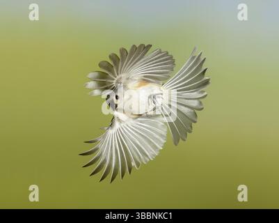 Tufted titmouse (Baeolophus bicolor) flying, isolated on white ...