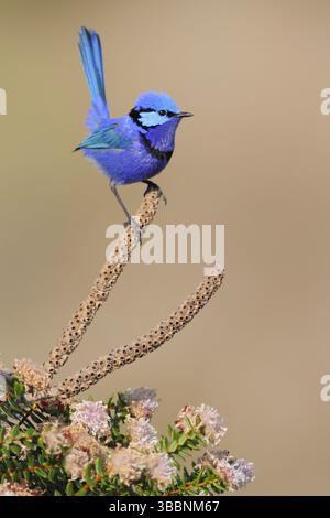 Splendid Fairywren (Malurus splendens) male, Mount Barker, South ...