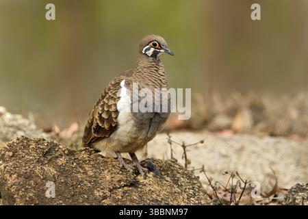 Squatter Pigeon (Geophaps scripta peninsulae), Queensland, Australia ...