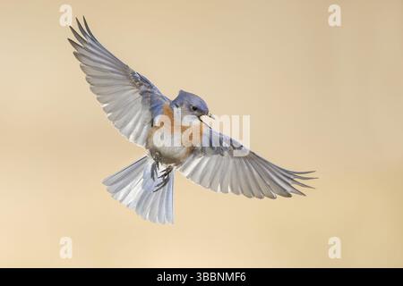 Western Bluebird (Sialia mexicana) flying, California, USA, North ...