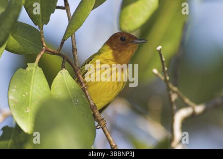 Mangrove Warbler (Setophaga petechia erithachorides), Costa Rica ...