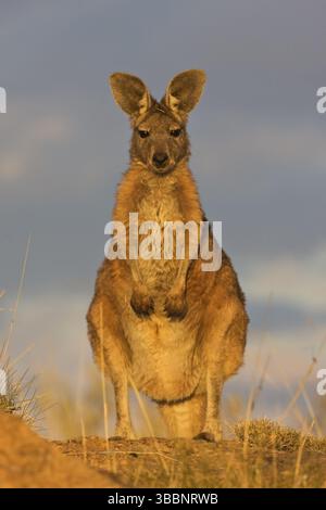 Australia, Wallaroo (Macropus Robustus) Standing In Grass Stock Photo ...