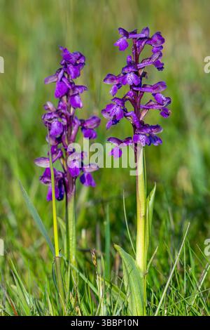 green-veined orchid, Anacamptis morio, Orchis morio Stock Photo - Alamy