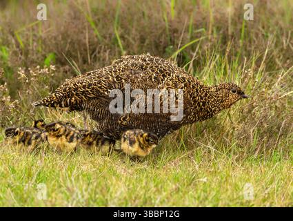 Female Red Grouse with Chicks on moorland Stock Photo - Alamy