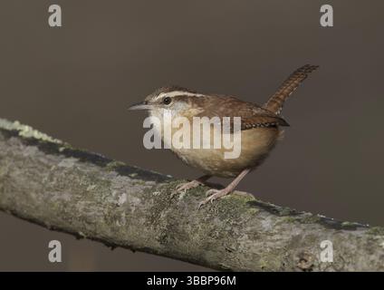 Carolina Wren (Thryothorus ludovicianus), Ohio, USA, North America ...