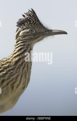 Greater roadrunner / chaparral bird / ground cuckoo (Geococcyx ...