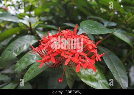 Ixora Coccinea or Ashoka Flower, a flower that looks like a bright red ...